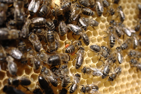 L’ape nera sicula: robusta, produttiva e sorprendentemente docile ...