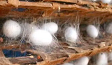 Che cos’è la seta non violenta? | SoloEcologia.it – Consigli su ...