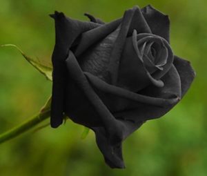 Rose nere: quale significato hanno e quando si regalano? | SoloEcologia ...